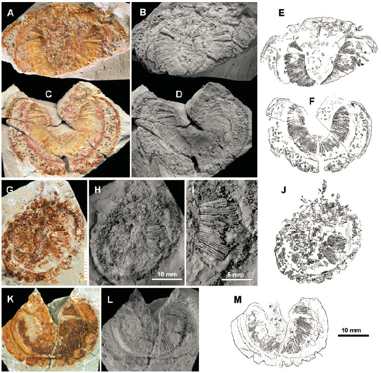 【地球演义】伪·虾兵蟹将 - 知乎