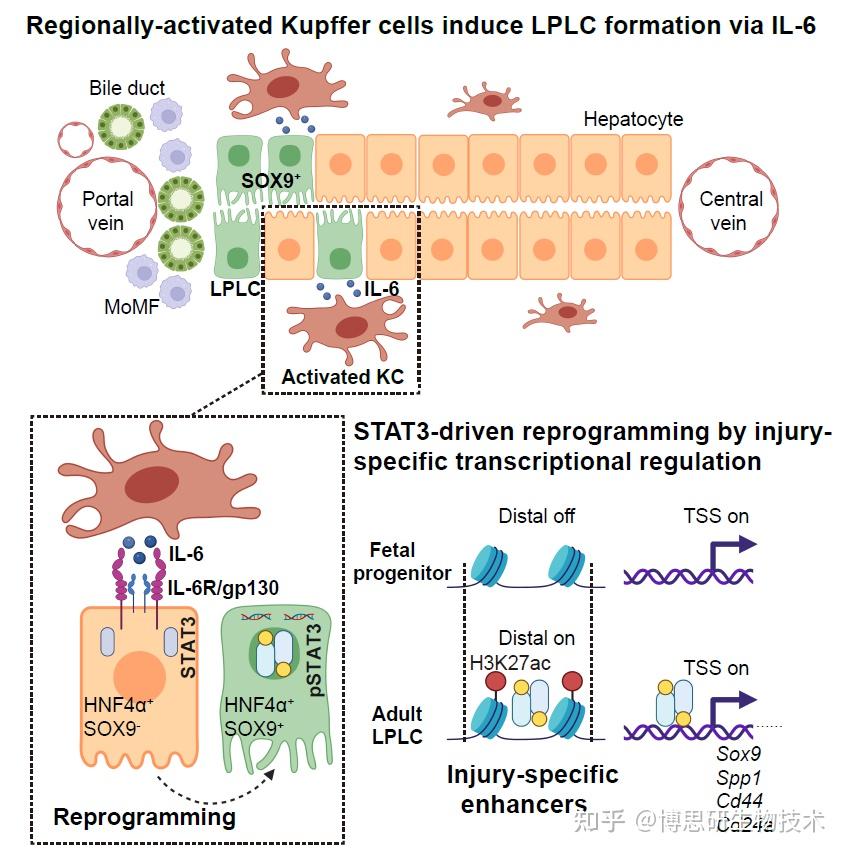 Cell Stem Cell | 惠利健等揭示体内IL-6通过损伤特异的转录调控诱导肝细胞去分化 - 知乎