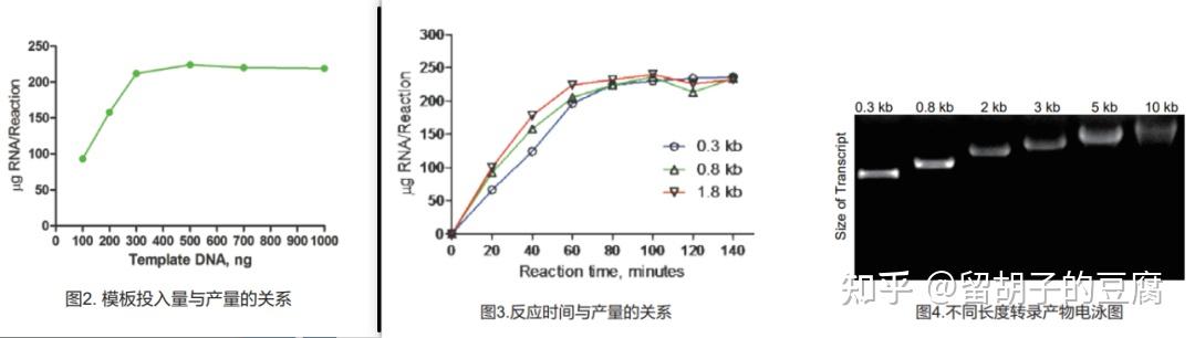 DoE优化IVT反应体系，提升saRNA产量。 - 知乎