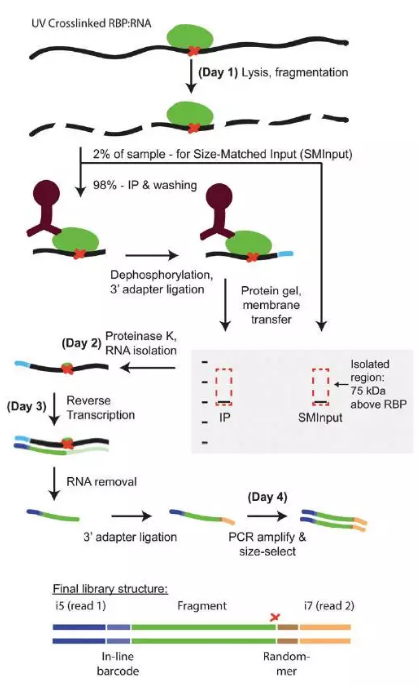 简史系列|RNA-RNA /DNA/Protein研究简史 - 知乎