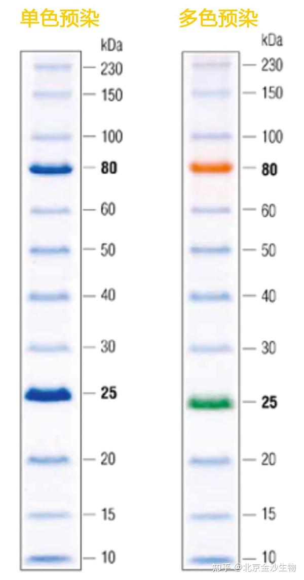 小知识 | 蛋白Marker（一） - 知乎