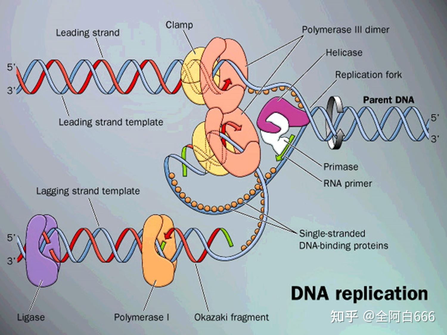DNA复制 - 知乎