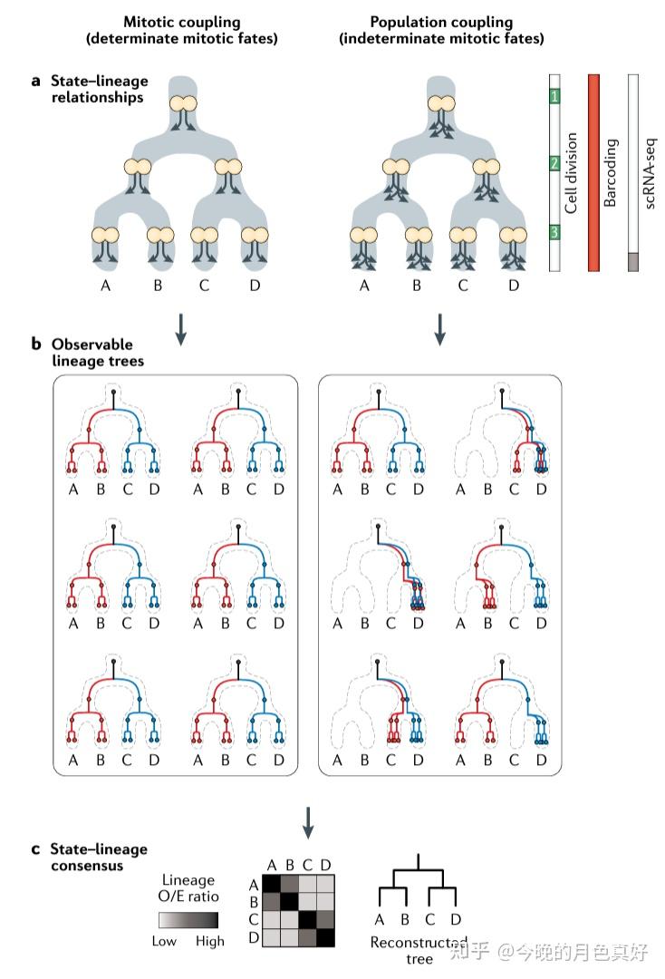 Lineage tracing meets single-cell omics: opportunities and challenges - 知乎