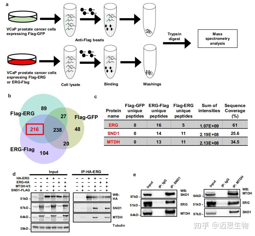SND1：前列腺癌的潜在治疗靶点 - 知乎