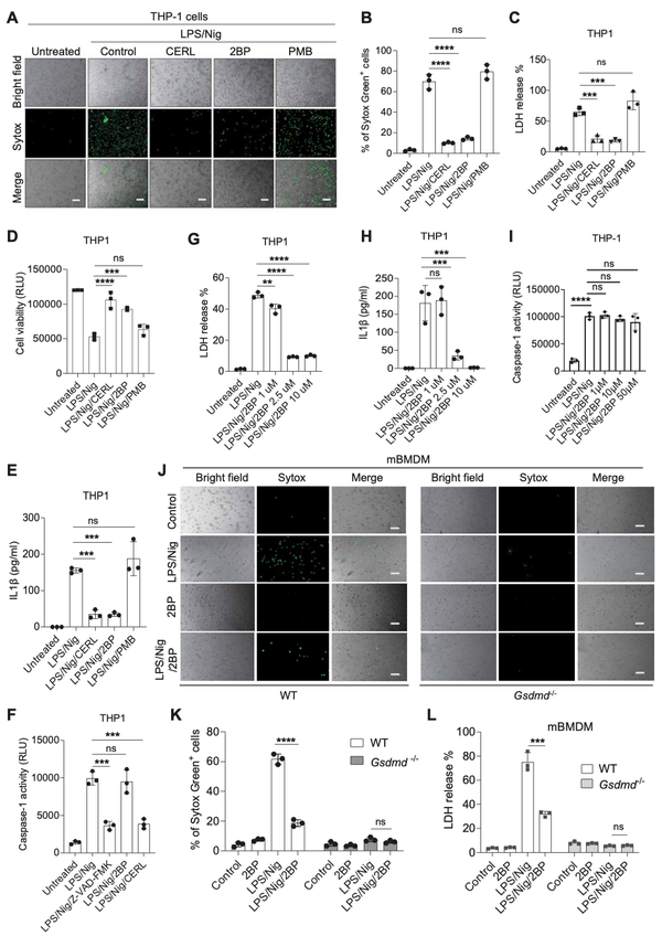 Science Immunology丨GSDMD通过棕榈酰化完成膜移位从而诱导焦亡 - 知乎