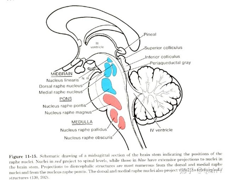 中缝核（Raphe）的奥秘 - 知乎