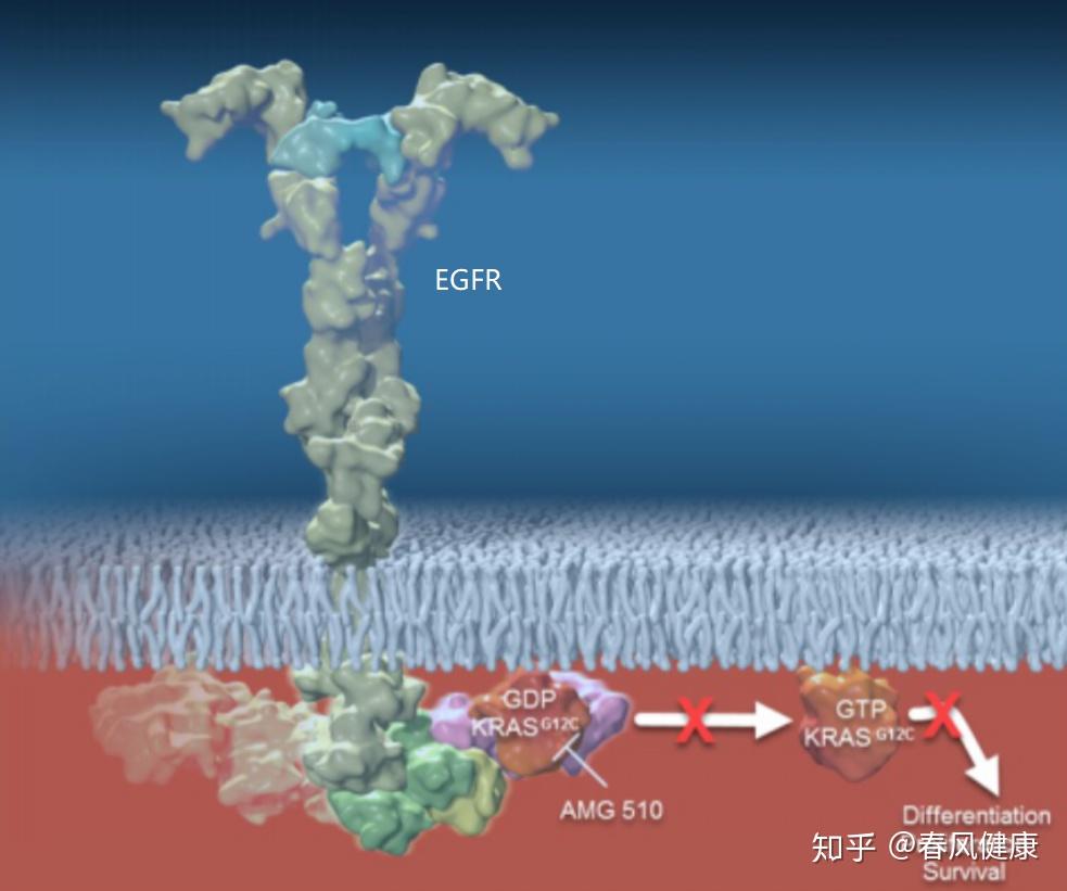 ASCO：肺癌控制率90%，靶向新药AMG510问世，攻克无解难题KRAS - 知乎