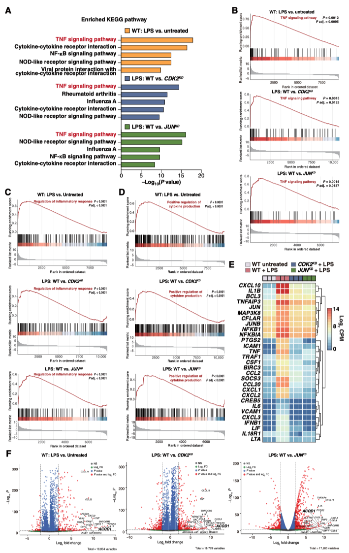 Science子刊丨脓毒症新靶点CDK2-ACOD1 - 知乎