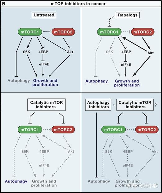 综述浅读| mTOR到底是个啥 - 知乎