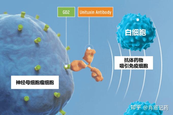 记住所有FDA生物药 | 靶向神经节苷脂GD2 | 达妥昔单抗β，那西妥单抗 | 神经母细胞瘤 - 知乎