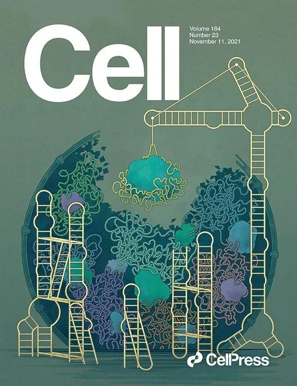 速！带你走进期刊封面的科学与艺术之美！ - 知乎