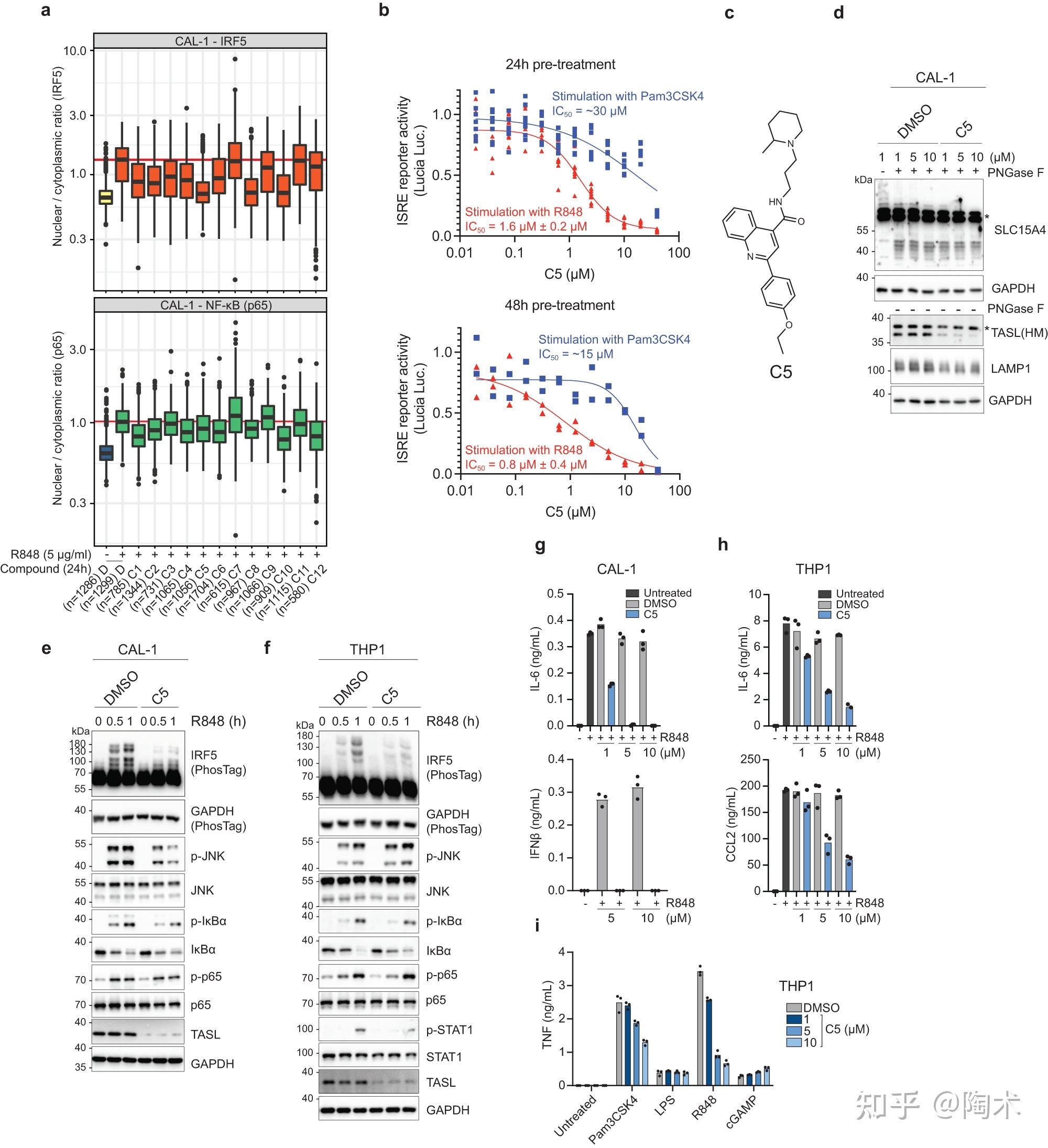 自身免疫性疾病患者的福音！新型蛋白降解变构诱导剂feeblin，可有效阻断炎症信号通路 - 知乎