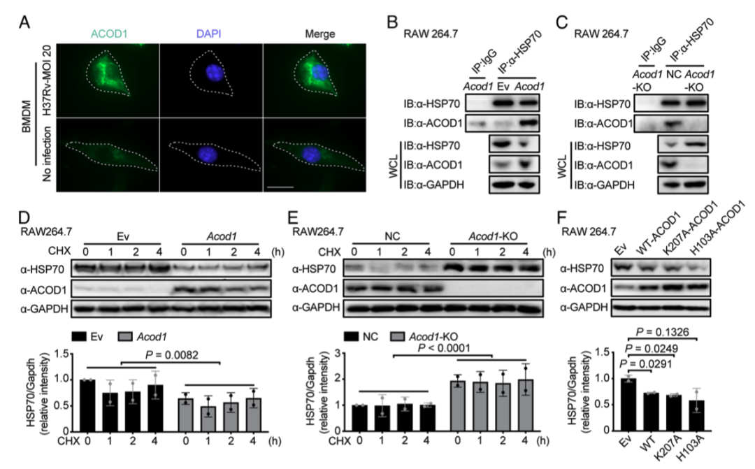 PNAS｜由ACOD1介导的溶酶体膜通透性有助于结核分枝杆菌诱导巨噬细胞死亡 - 知乎