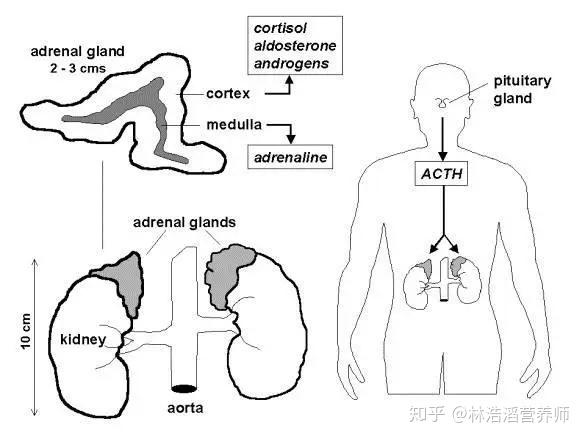 鉴别诊断｜最容易被混淆的NCCAH - 知乎