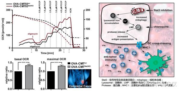 2022年OROBOROS O2k能量代谢相关文章锦集 - 知乎