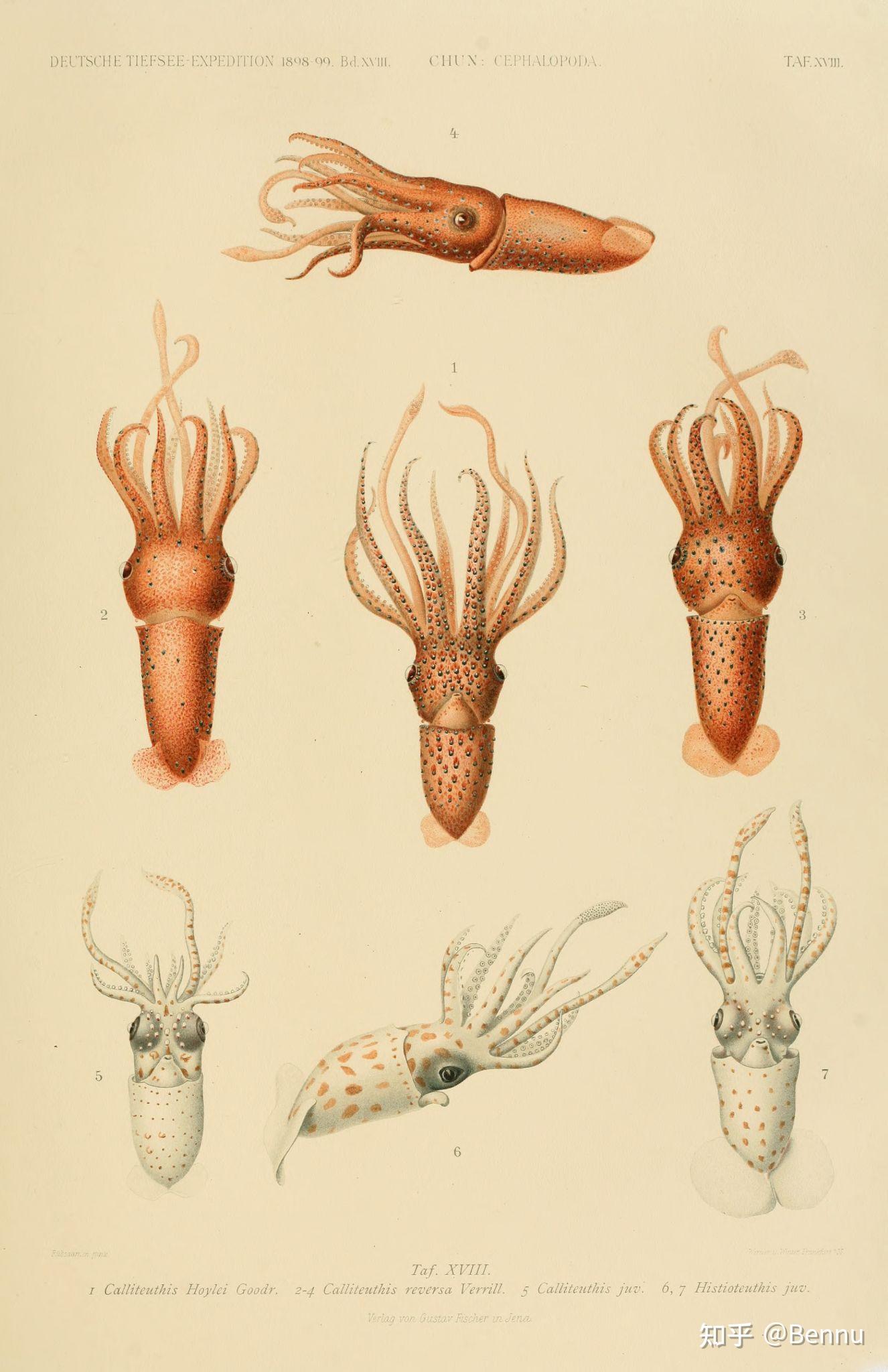 【动物标本】帆乌贼Histioteuthis sp. - 知乎