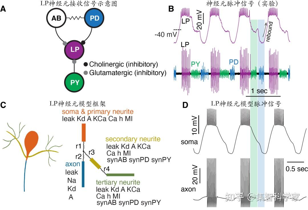 PNAS新研究揭示神经系统抗噪能力从何而来 - 知乎