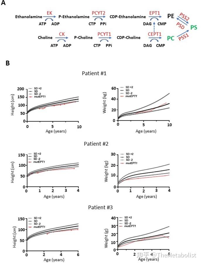 代谢学人——Nature Metabolism：PCYT2调控的脂质合成对与肌肉健康和衰老至关重要 - 知乎