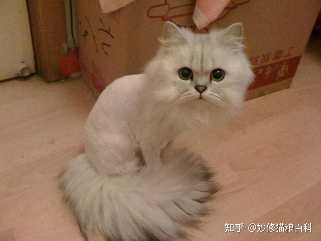 给猫咪剃毛的5个坏处，连兽医也不建议给猫剃毛 知乎