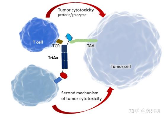 CDH17 ——消化道肿瘤靶点新星 - 知乎