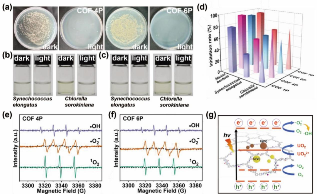 马胜前教授与华北电力大学王祥科教授团队合作Angew：调控多组分COFs中局部电荷分布在光催化提取铀中的新突破 - 知乎
