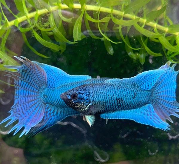 中国斗鱼怎么养？这2点做到位就行，其他的不用操心 - 知乎