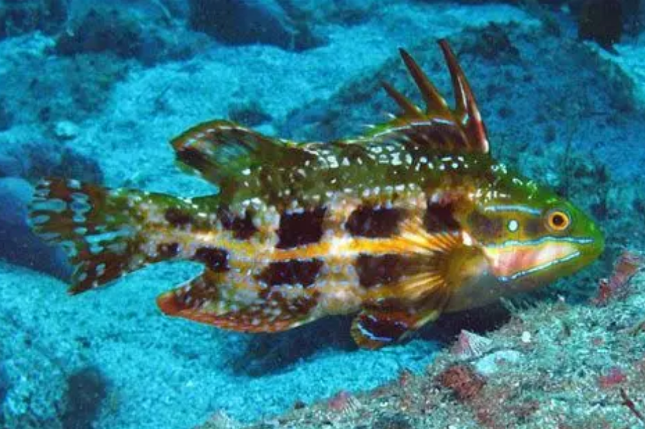 鲈形列传·其六 | 隆头鱼和鹦嘴鱼（作者：暮晖熠熠） - 知乎