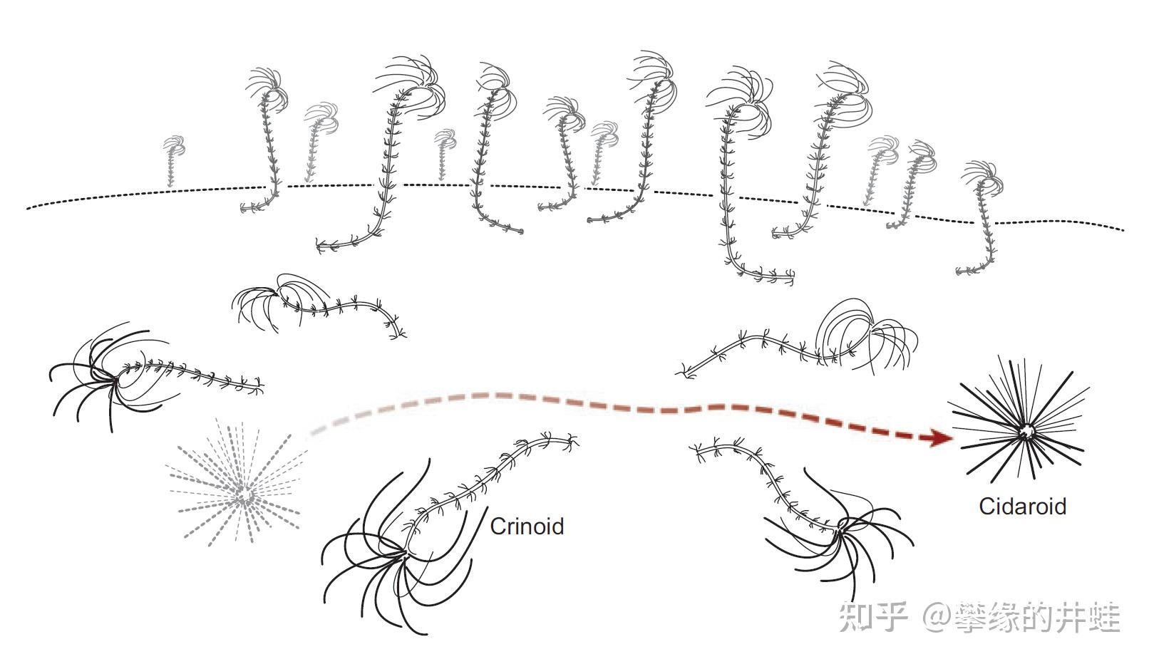【地球演义】第二百七十四回 异界来客7：Alura Une - 知乎