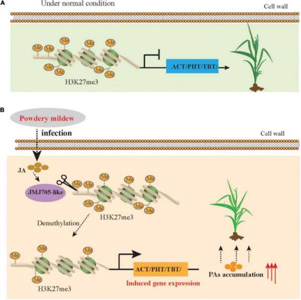 项目文章 | FRONT PLANT SCI&ChIP-seq助力揭示青稞对白粉病的抗性机制 - 知乎