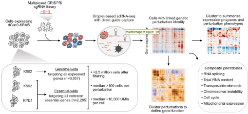 Cell｜基于Perturb-seq技术，绘制首个全基因组范围的人类细胞基因型-表型综合图谱 - 知乎