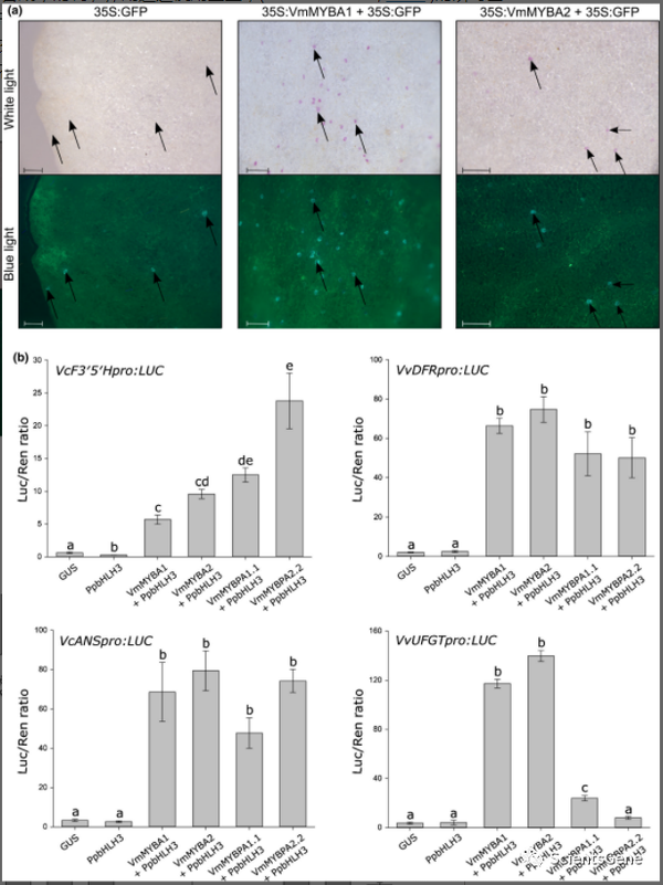 【New Phytol】MYBA 和 MYBPA 转录因子共同调节蓝色浆果中的花青素生物合成 - 知乎