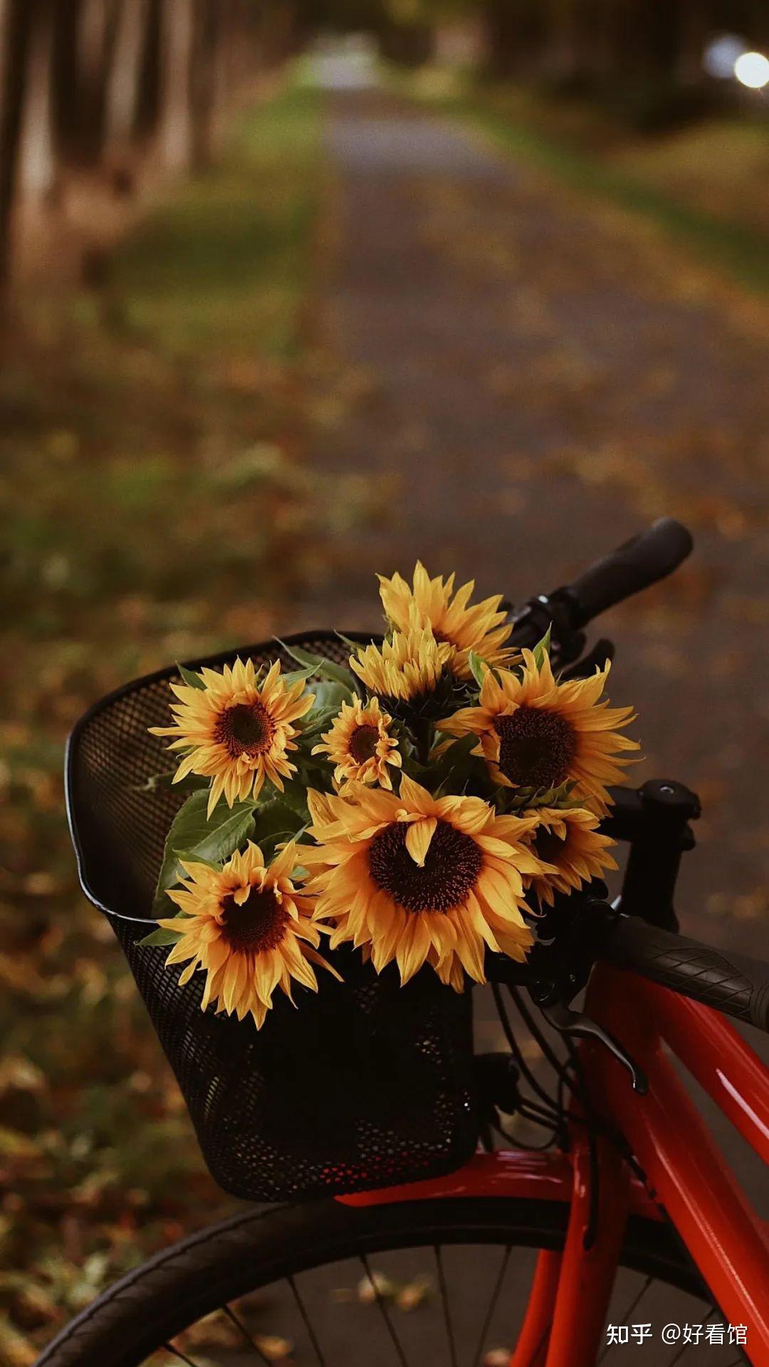 高清壁纸来袭，全是4k全屏无水印 - 知乎