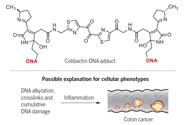 与大肠癌密切相关的大肠杆菌毒素隐藏十三年终被揪出 - 知乎