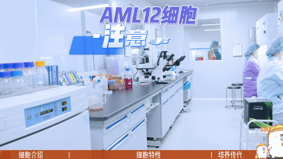 AML12细胞培养，小鼠正常肝细胞培养攻略 - 知乎