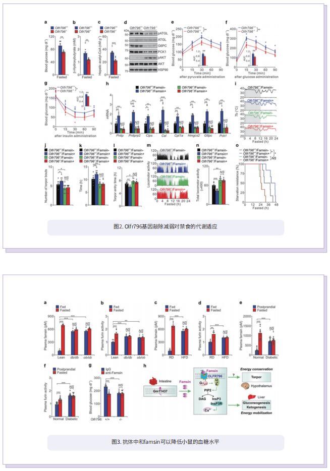 文献解读 | Cell Research: 王一国/黄平团队发现肠道分泌的新激素，促进禁食的代谢适应 - 知乎