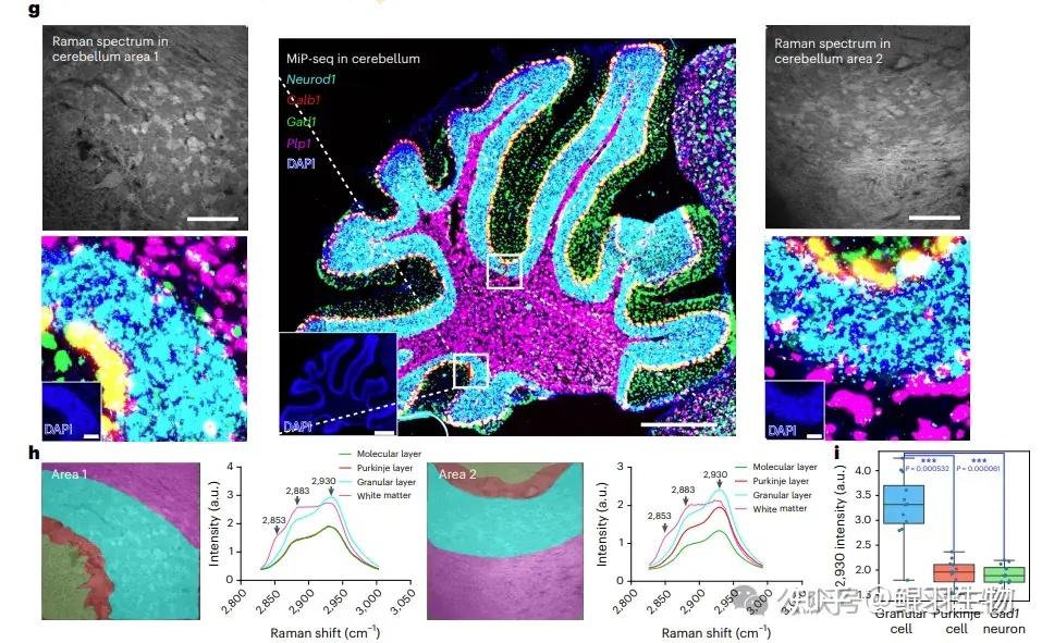基于双端原位测序的亚细胞分辨率新型空间多组学技术-MiP-seq - 知乎