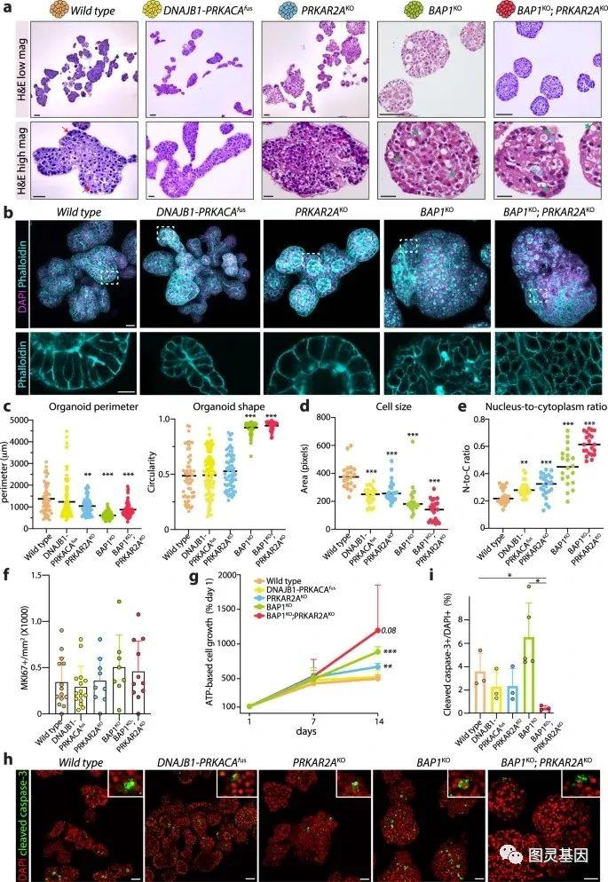 Nat Comm | 类器官和CRISPR-Cas9为罕见肝癌提供新见解 - 知乎