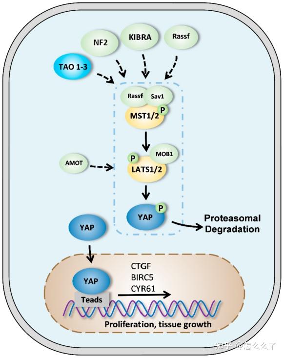Hippo signaling pathway - 知乎