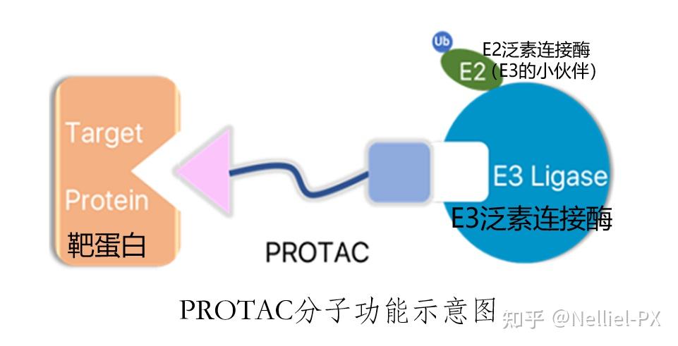 小分子药物的重要增长点——PROTAC - 知乎