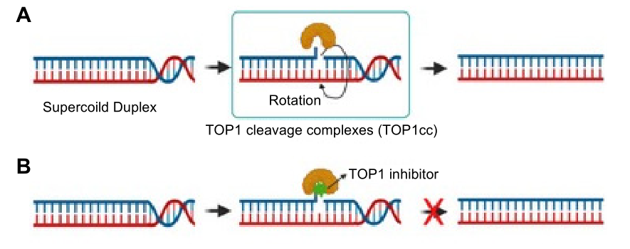 DS-8201不是终点：喜树碱及其衍生物ADC的开发以及增强治疗效果的策略 - 知乎