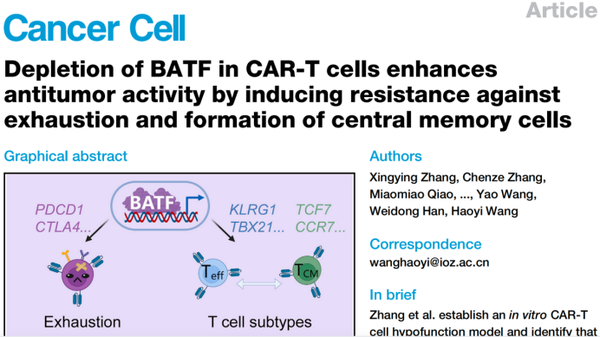 Cancer Cell & ChIP-seq助力揭示BATF缺失可增加CAR-T细胞抗肿瘤活性的研究 - 知乎