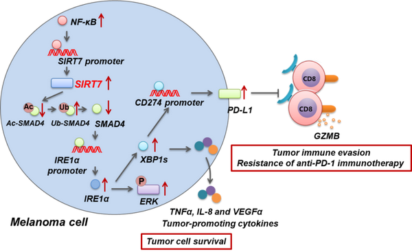 STTT︱空军军医大学李春英团队揭示长寿基因家族成员SIRT7在黑色素瘤发展和免疫逃逸中的作用和机制 - 知乎