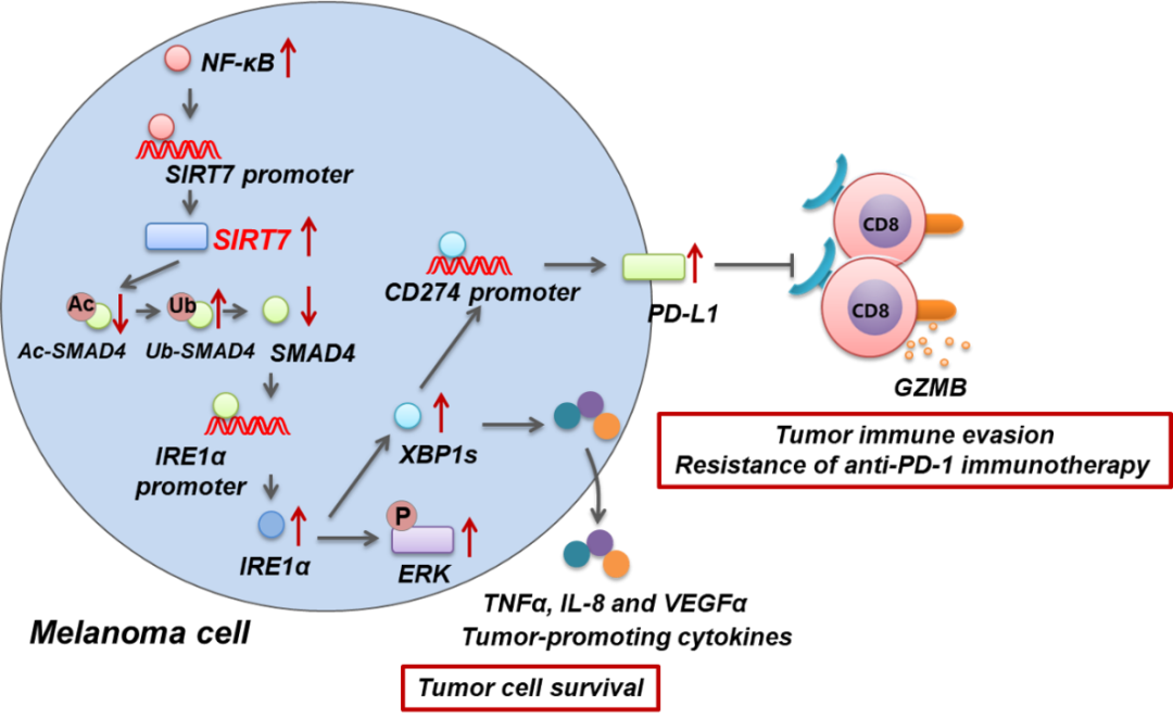 STTT︱空军军医大学李春英团队揭示长寿基因家族成员SIRT7在黑色素瘤发展和免疫逃逸中的作用和机制 - 知乎