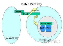 经典信号通路总结——Notch信号通路 - 知乎