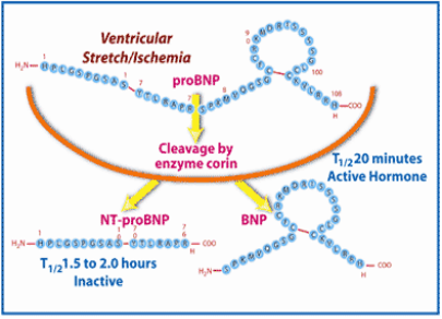 BNP与NT-proBNP对比 - 知乎