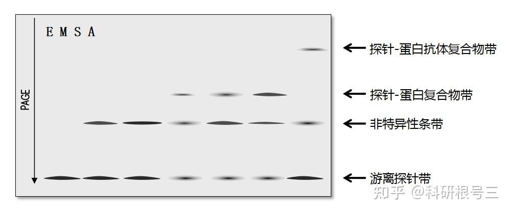 验证核酸-蛋白相互作用 | 凝胶迁移EMSA实验流程及结果分析 - 知乎