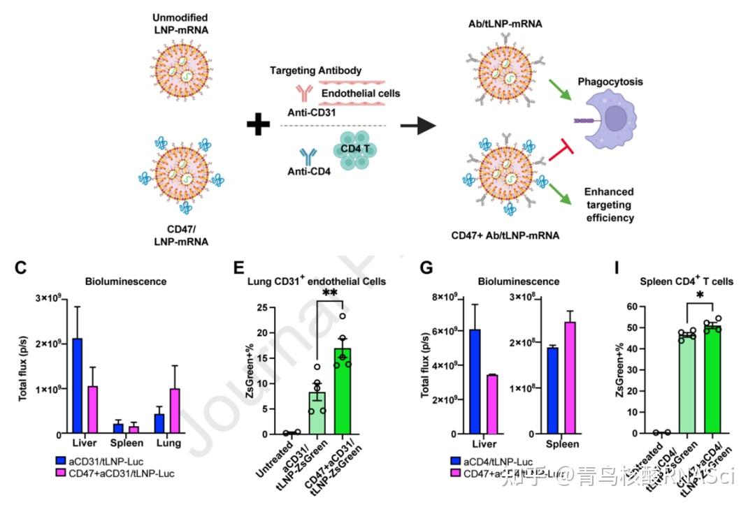 宾大靶向递送最新|CD47肽与抗体“双修饰LNP”实现mRNA的精准递送 - 知乎