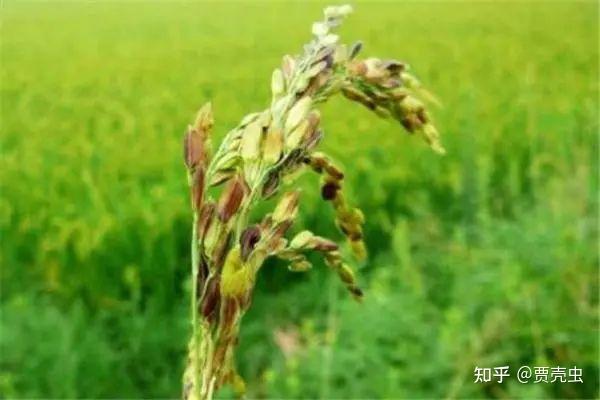 1 1植物病虫害防治(粮食作物—水稻—稻瘟病) 知乎
