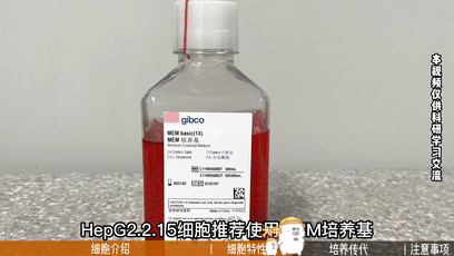 HepG2.2.15细胞培养，人肝癌细胞培养攻略 - 知乎