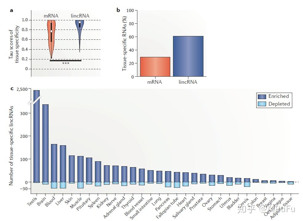 一文读懂长非编码RNA（lncRNA）的分类、功能及测序鉴定方法 - 知乎